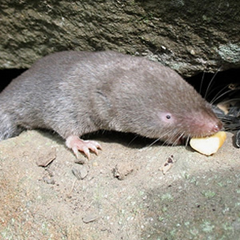 Rate #1, best ranking system: Top 10: Underrated Predators